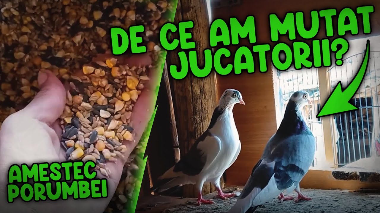 Ce hrana le dau la porumbei + Iepuri U.G. + De ce am mutat porumbeii ...
