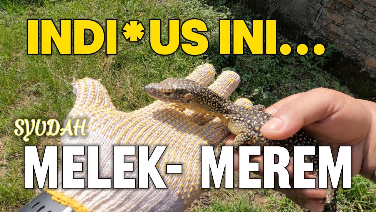 HAMPIR...UPDATE VARANUS INDICUS #vlog76 - YouTube