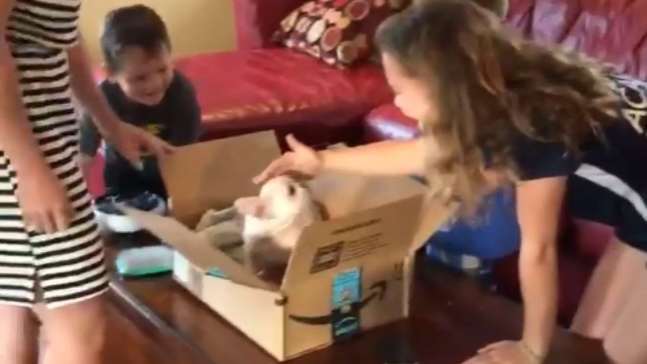 Puppy Surprise: Heartwarming Prank Delights Kids with New Puppy ...