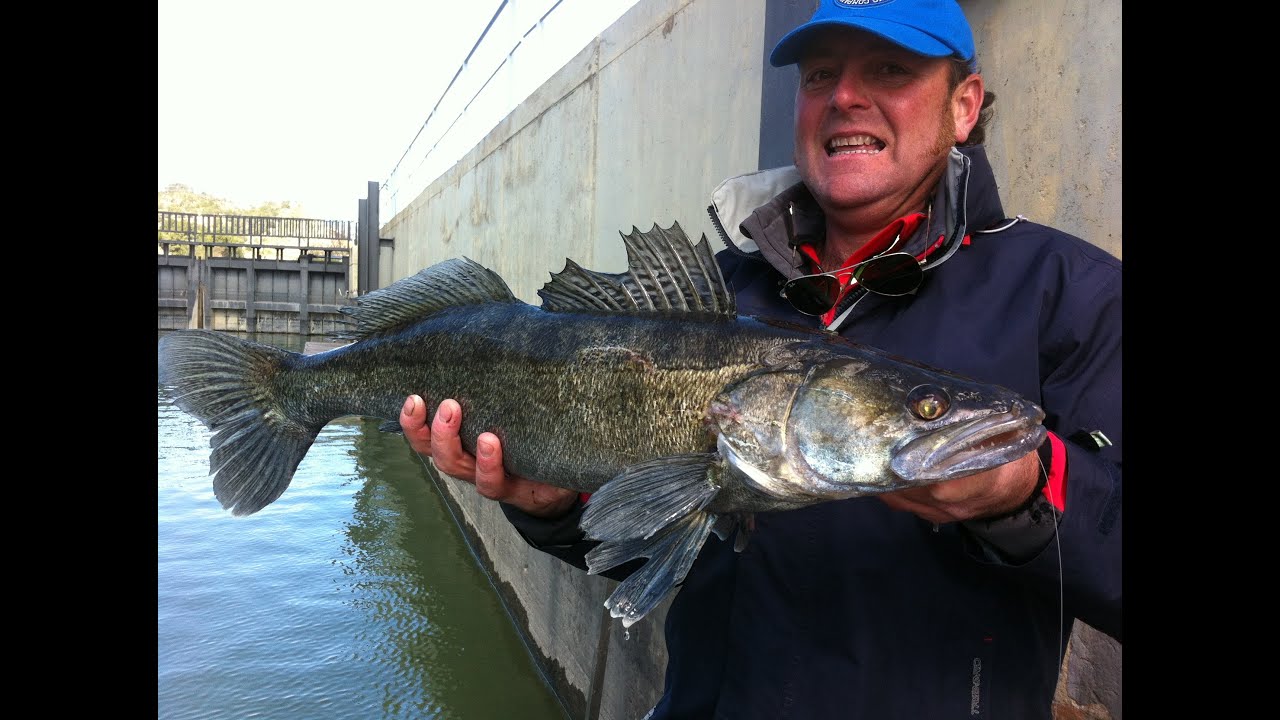 Un Gros Sandre (le 18 mars 2013)NO-KILL - YouTube