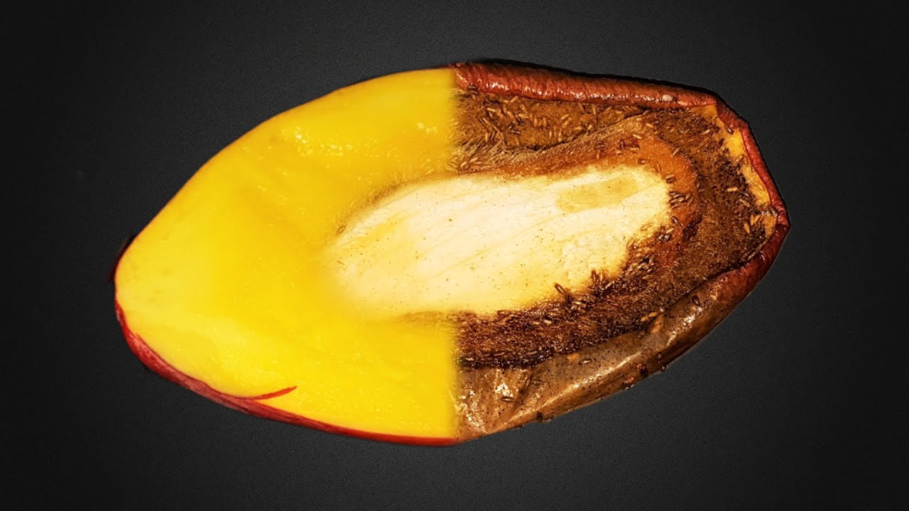 Mango attacked by maggots Time Lapse - 36 Days【4K】 - YouTube