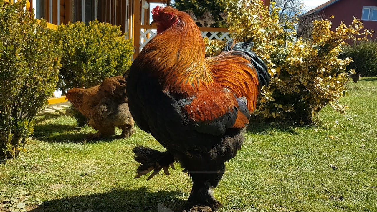 What a Giant Rooster of Brahma Chicken - Video 4K - YouTube