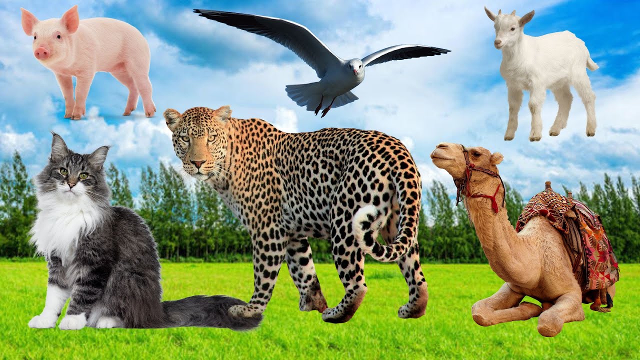 Familiar animal life: cat, chicken, horse, duck, elephant, kangaroo ...