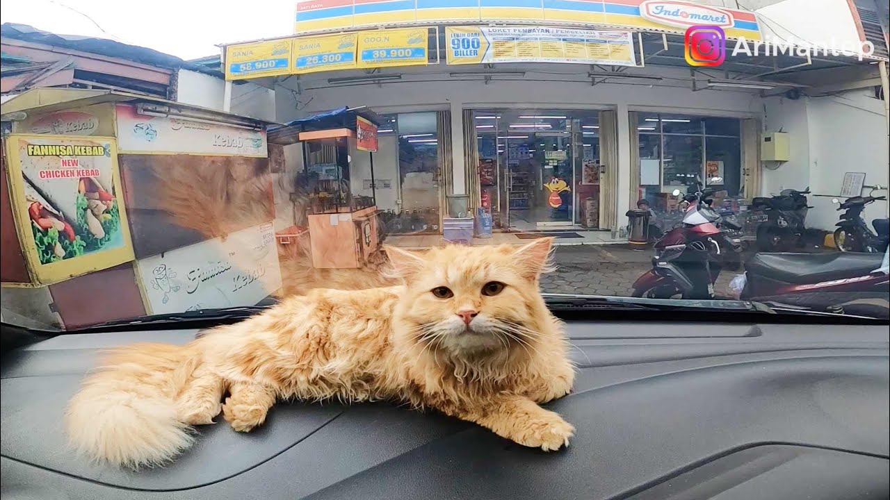 Ini yang terjadi jika kucing naik mobil - YouTube