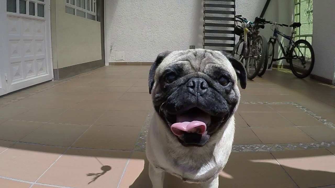Pug vs Gato - YouTube