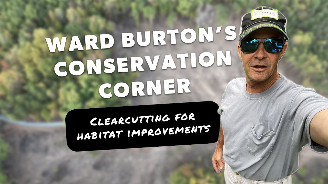 Clearcutting Timber to Create a New Habitat | Ward Burton's Conservation Corner - YouTube