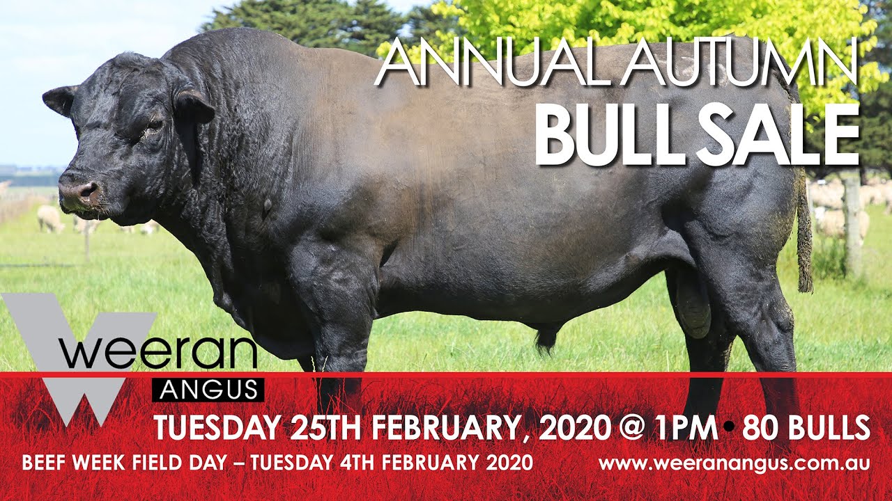Weeran Angus Bull Sale Preview 2020 - YouTube