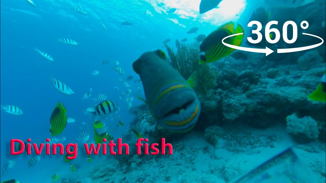 Video 360 degrees | Diving with fish and relaxation - YouTube