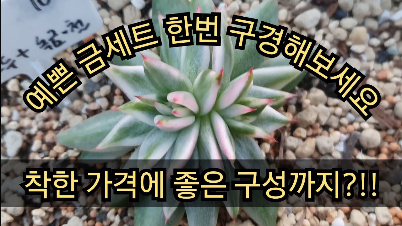 10월 13일 세트로 예쁘게 맞춰놓은 금아이들 한번 보세요~ 다육 다육식물 다육이 다육이키우기 다육이금 금다육