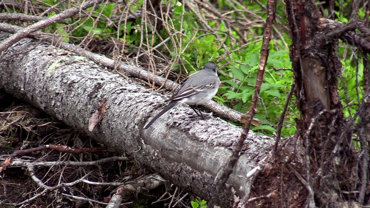 Up North: a glimpse into the Nature of the taiga of Finland - YouTube