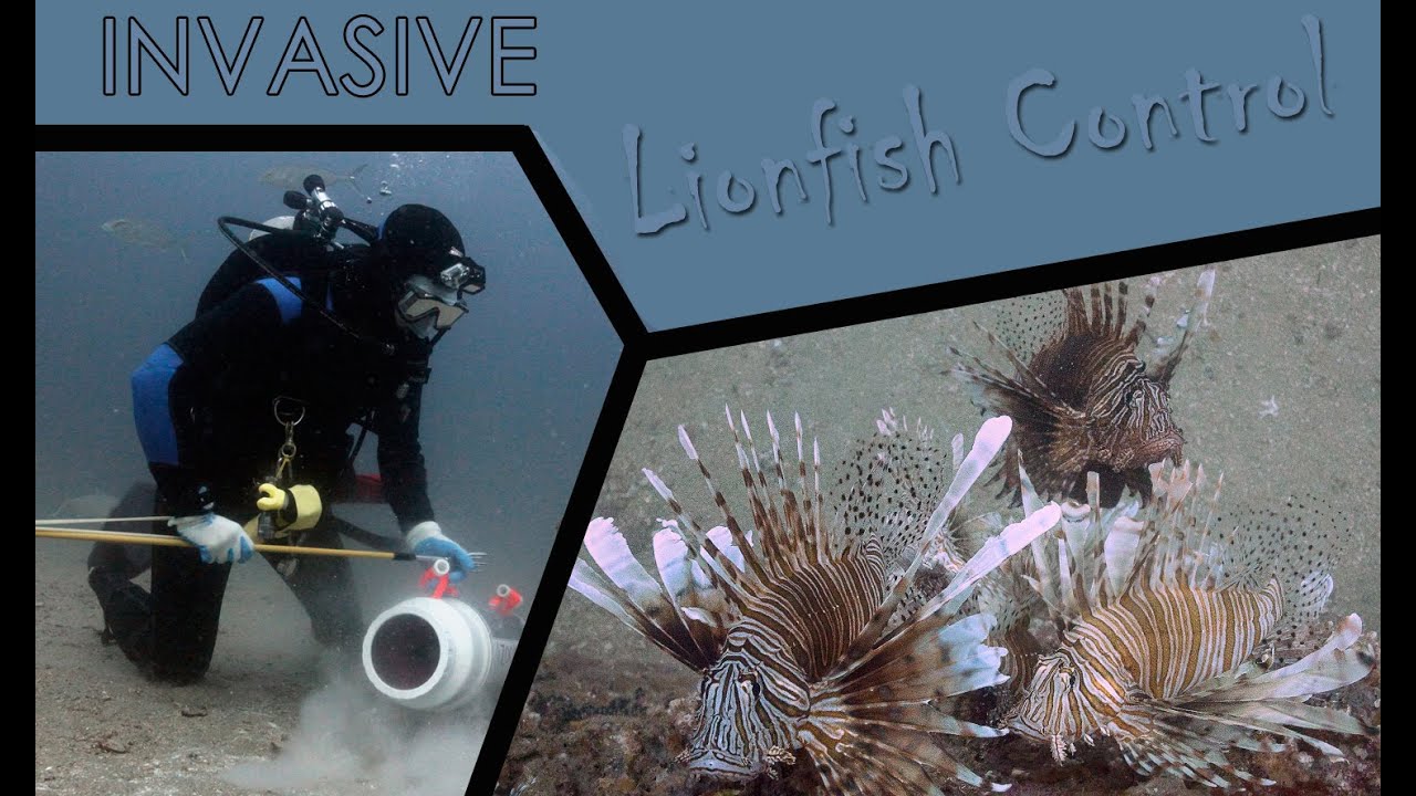 Invasive Lionfish Control - YouTube
