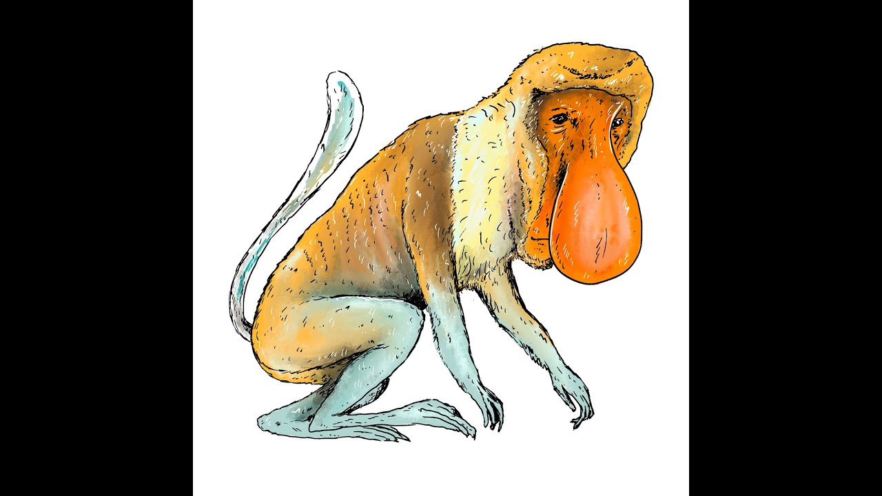 Proboscis monkey * Funny animals 2024 | Digital art * Drawing tutorial ...