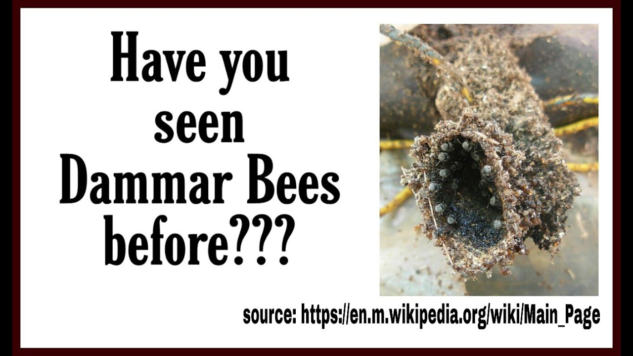 Dammar Bee | Tetragonula iridipennis | Dammar Bees are making their ...