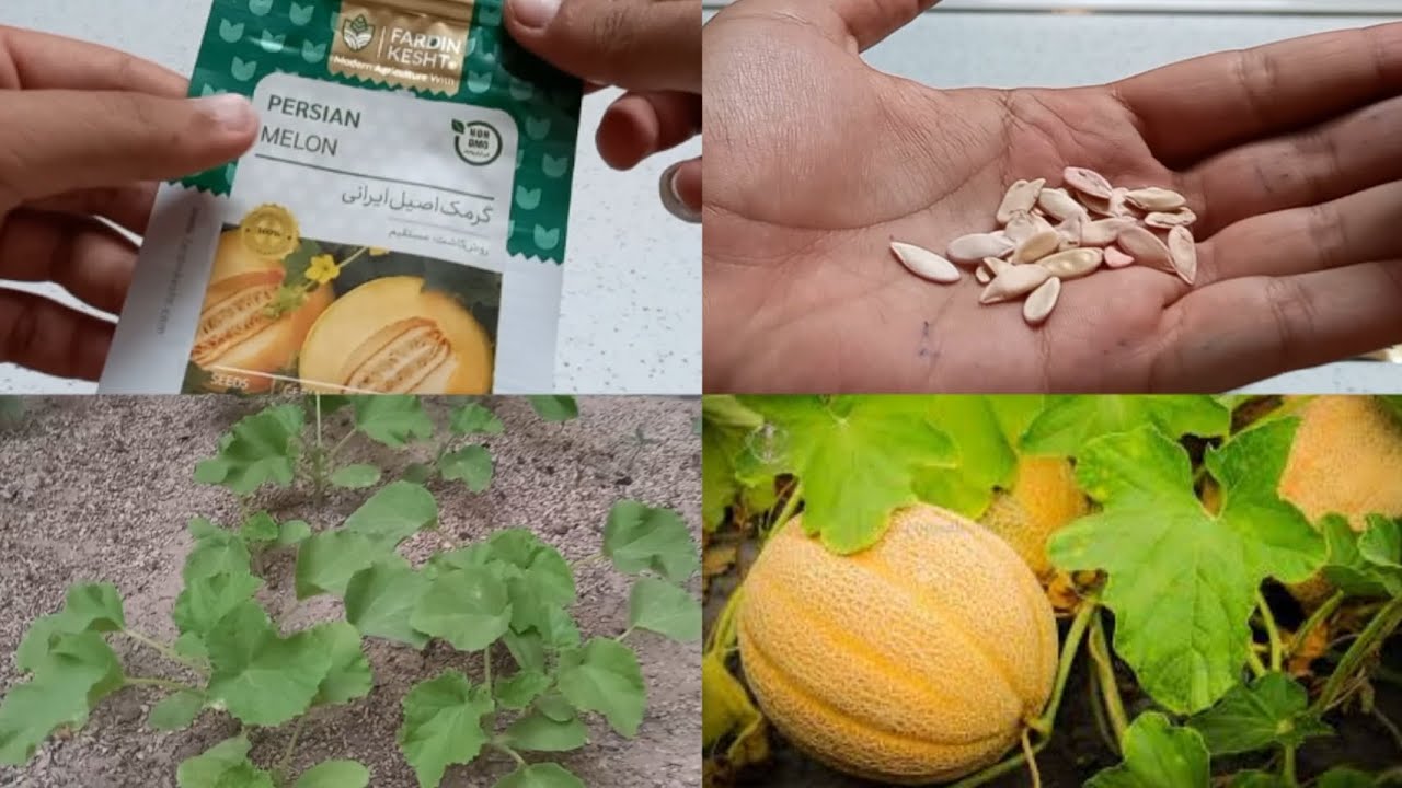 Planting melons at home,The best way to grow organic melon at home ...