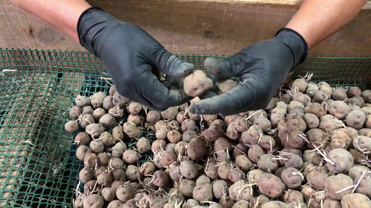 Seleccionando nuestra semilla de papas negras yema huevo para plantarla ...