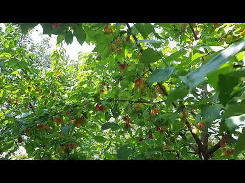 Zoğal ağacı, Cornel tree, кизил
