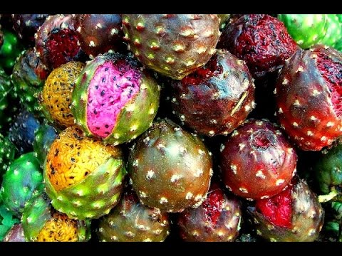 Cultivo de Pitaya con Buenas Prácticas Agrícolas - TvAgro por Juan ...