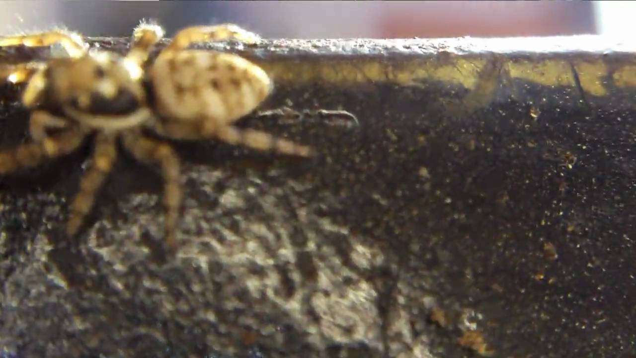 Kodak Zx1 Test Video with a Macro lens and Slow Motion - Ants, Spiders ...