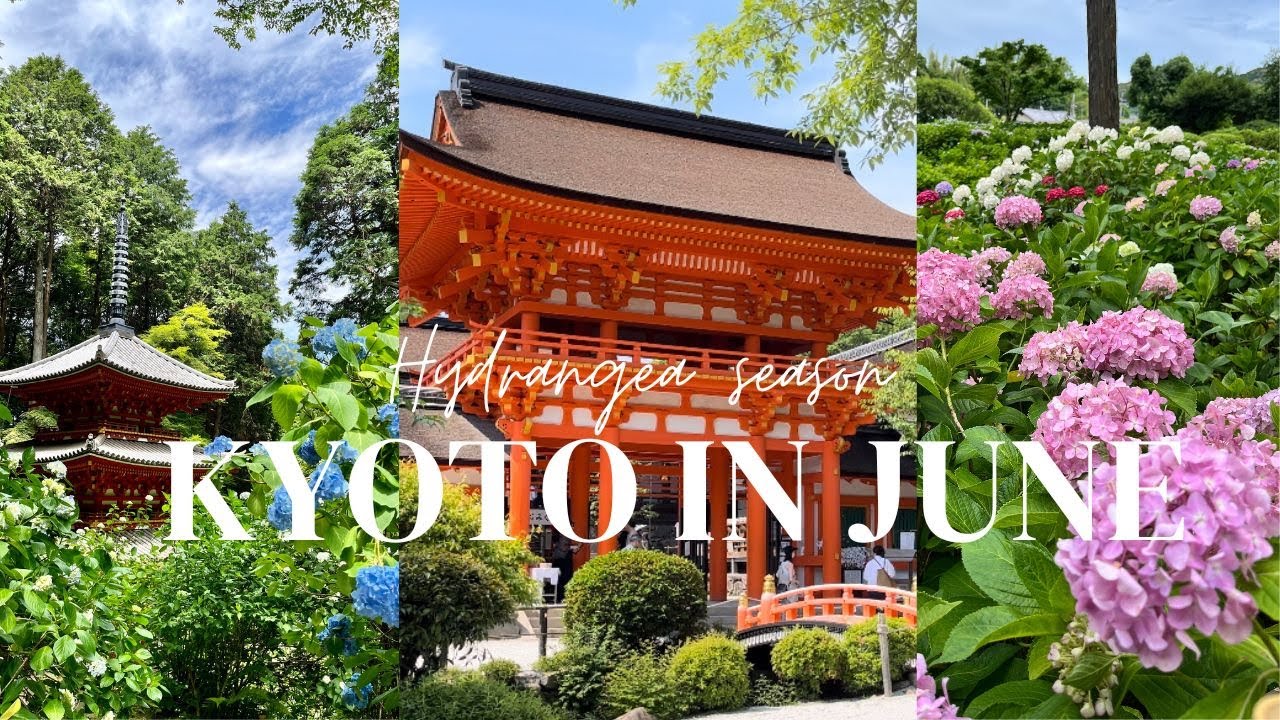 Kyoto in June | Hydrangea season, Gansenji, Mimurotoji Temple, Kamigamo ...