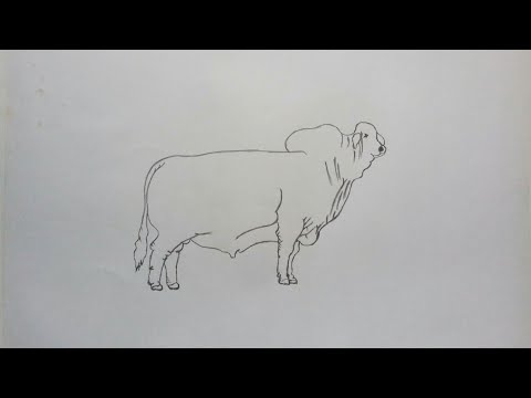 How To Draw A Big Bull || Easy Bull Drawing For Bigginers - YouTube