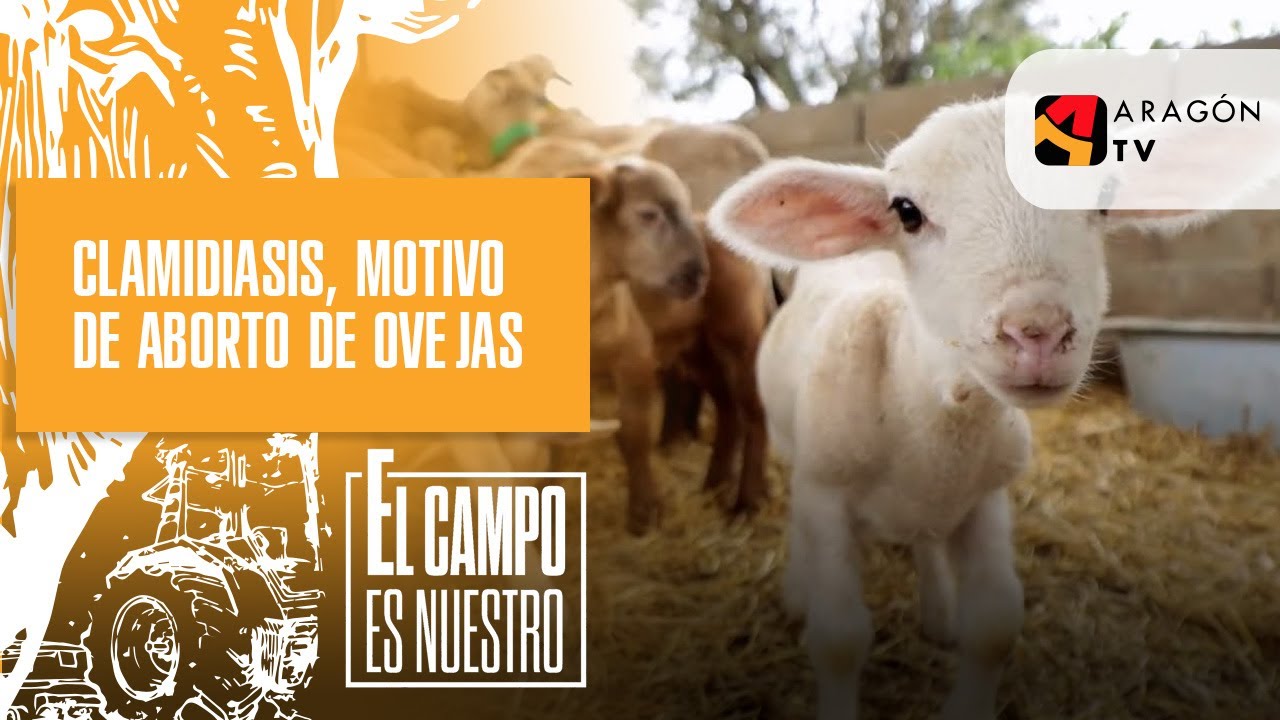 La clamidiasis, motivo de aborto de las ovejas - YouTube