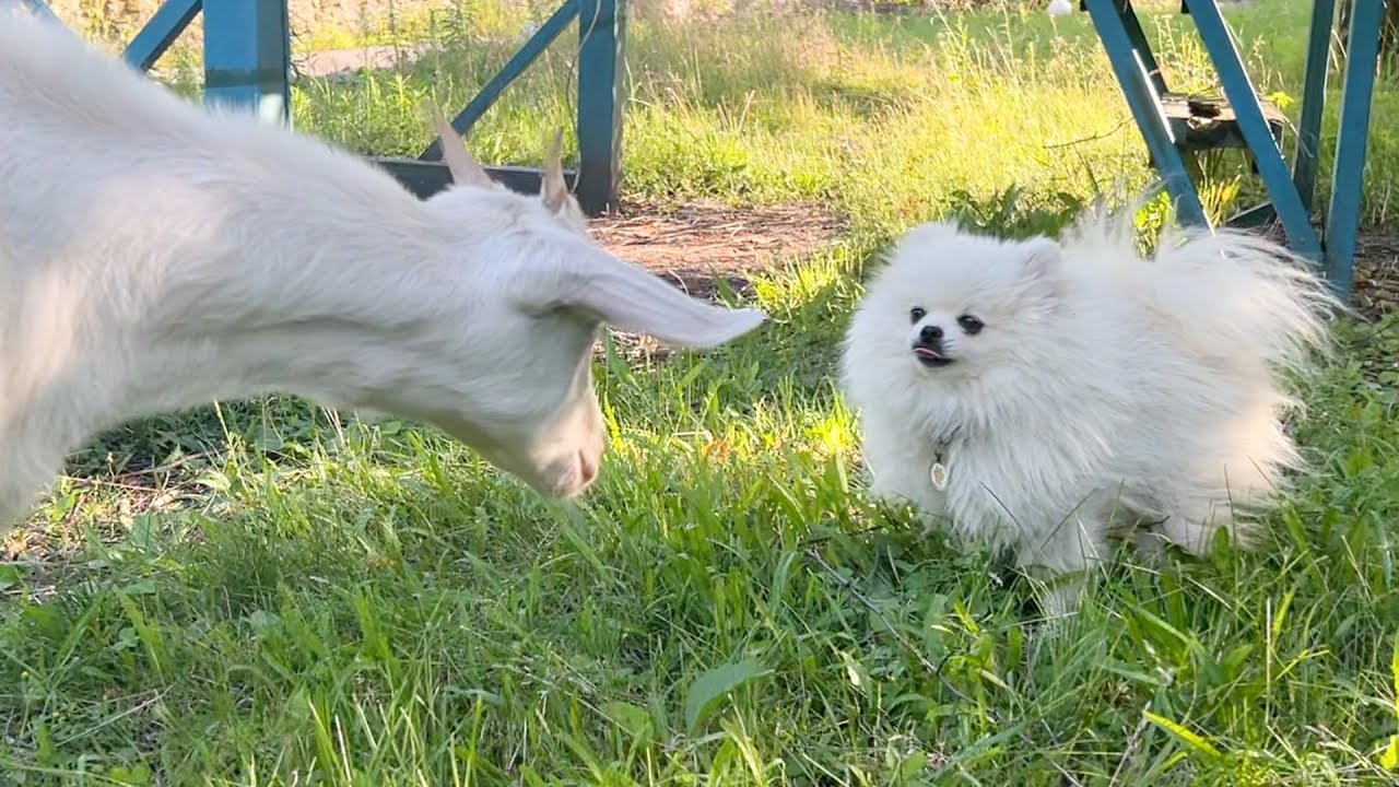 First meeting of baby goat and a dog ended in fleeing / ASMR sounds of ...
