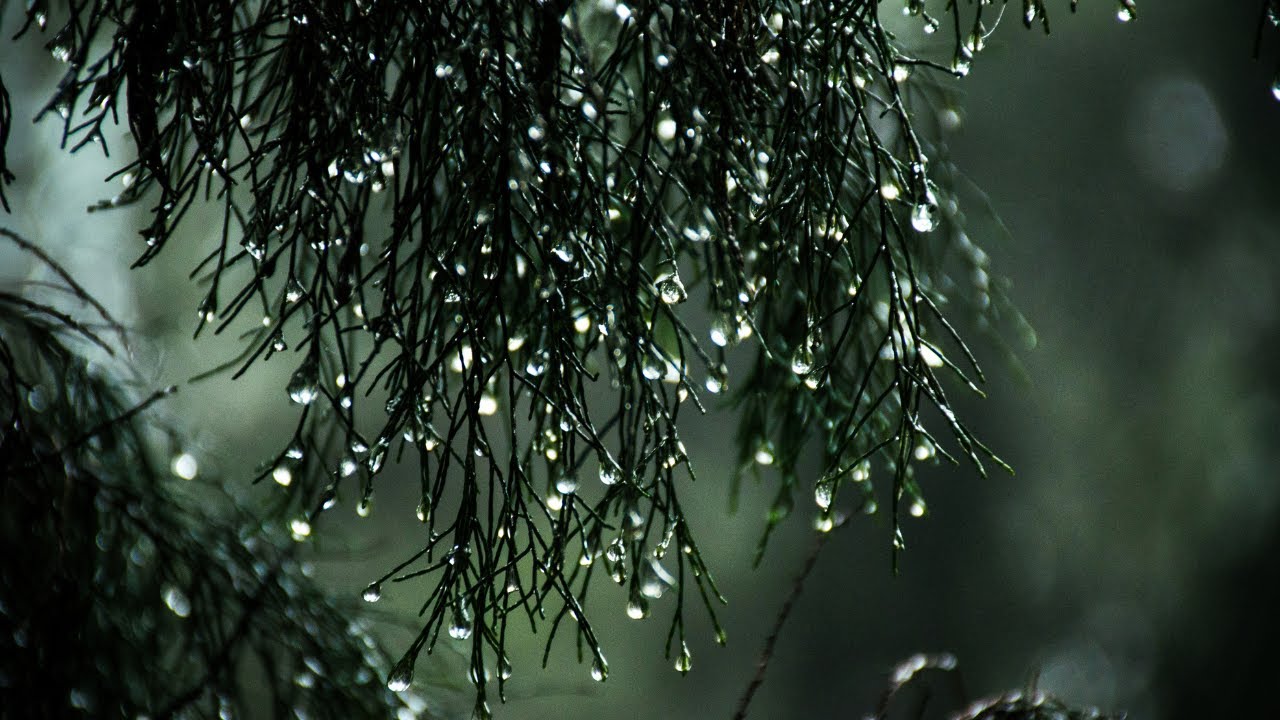 Light Nature Rain. 8 Hours of Relaxing and Soothing Light Rain Sounds ...