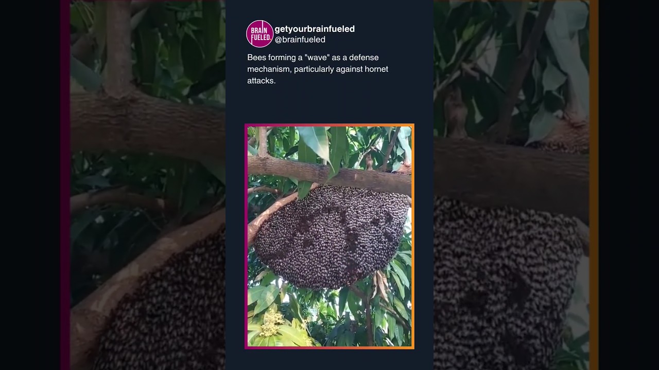 Bees Forming "Wave" As A Defense Mechanism - YouTube