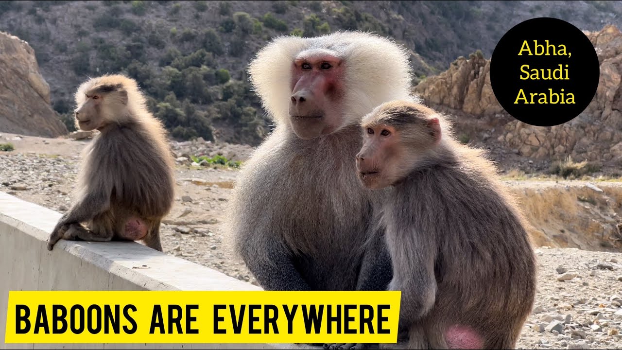 Baboons in Abha, Saudi Arabia - YouTube