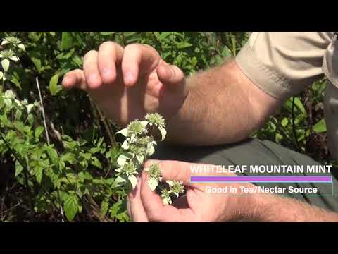 Native Plants of Florida Caverns (#5 Whiteleaf Mountain Mint) - YouTube
