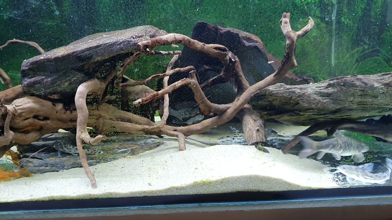 Engelswels Wels Babys bei der Füttern - YouTube