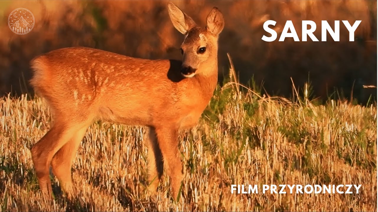 Sarna z młodymi w okresie rui - letnie wspomienia - YouTube