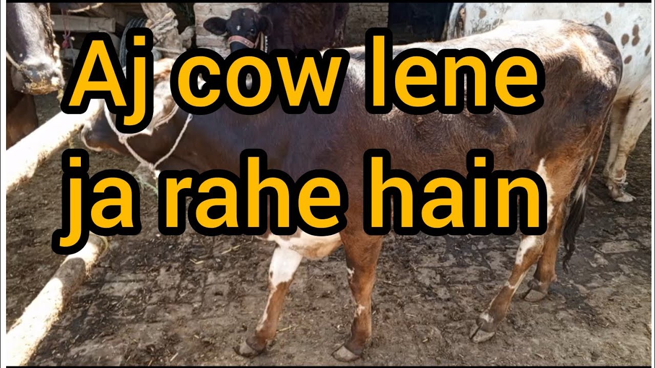 AJ new cow lene ja rahe hain ||animals videos ||Afzal gahfoor vlogs# ...