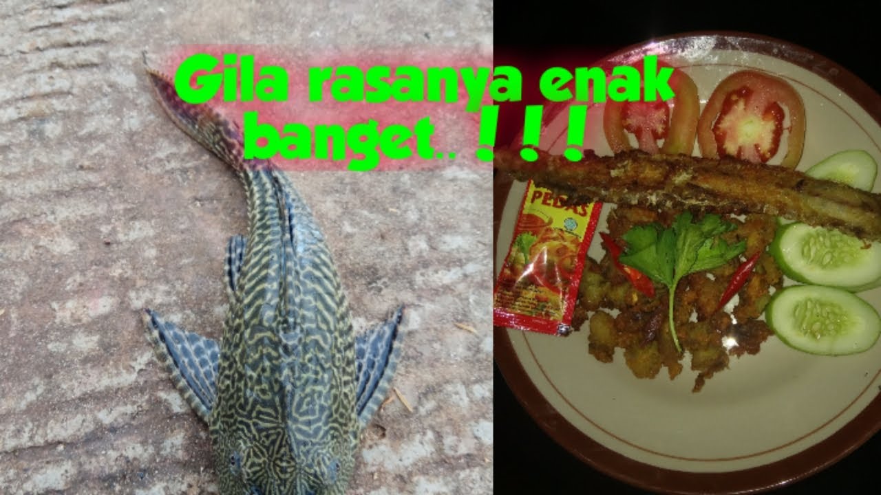 Crispy Ikan Sapu Sapu Cara Mengolah Ikan Sapu Sapu Youtube