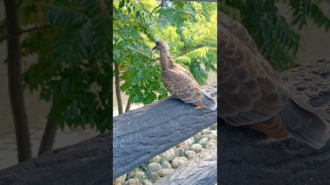 Baby Oriental Turtle Dove. - YouTube