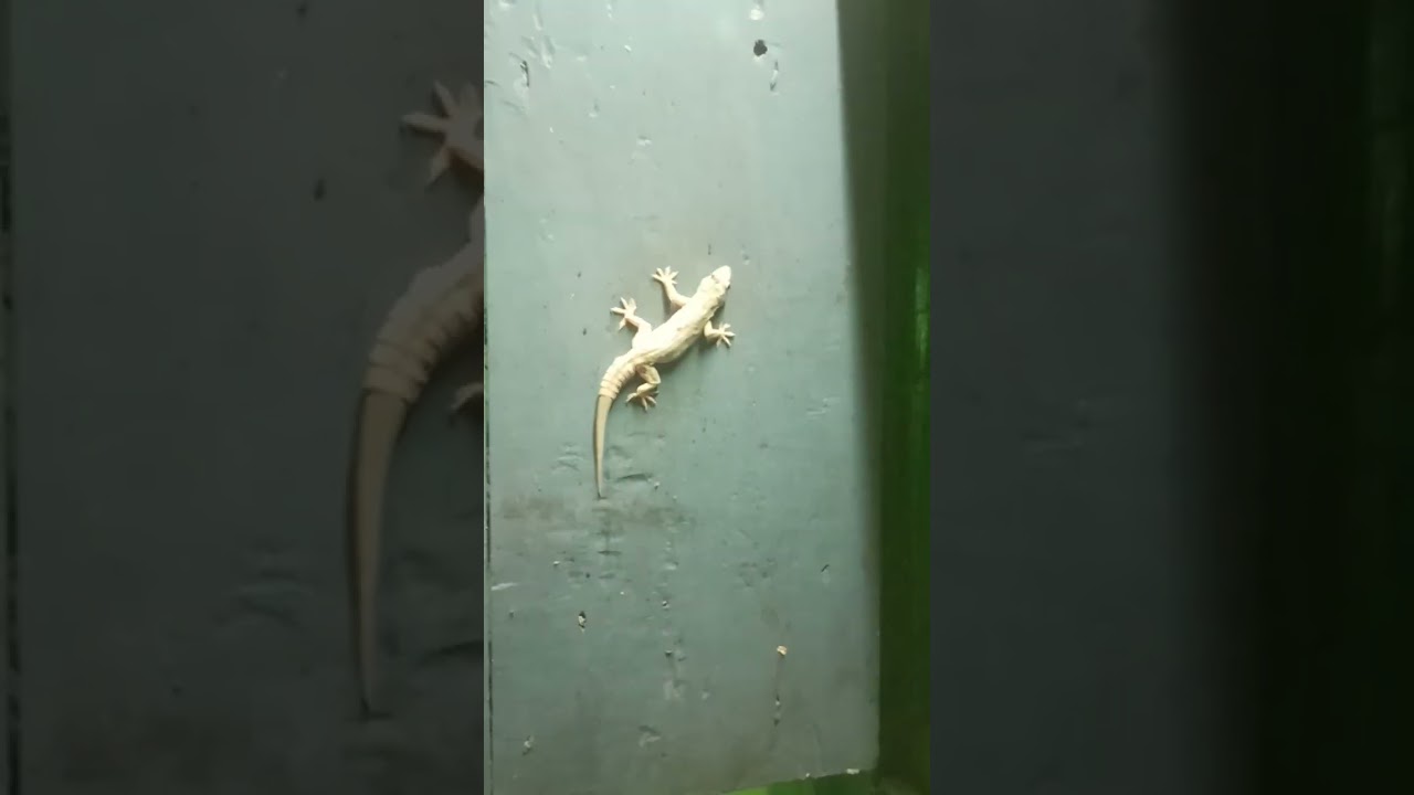 Lizard 🦎। Tiktiki । Chipkali । Animal। Bird #shorts #youtubeshorts # ...