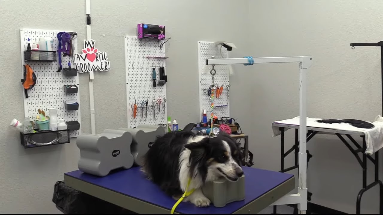 LIVE Deshed a Corgi - YouTube