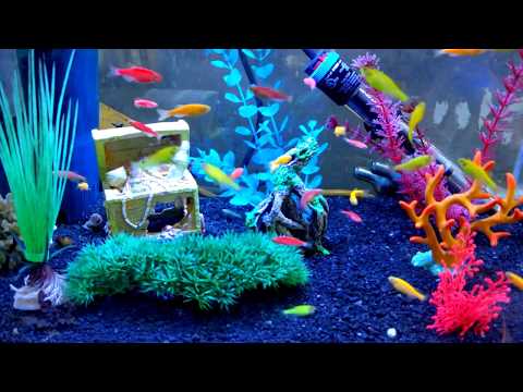 9 Danio Fish Types (With Pictures!) - AquariumStoreDepot