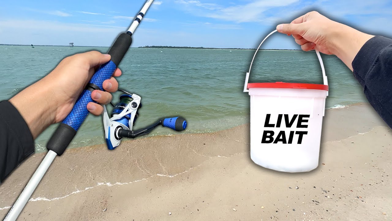 Fishing the BEACH with LIVE BAIT for Whatever Bites! - YouTube