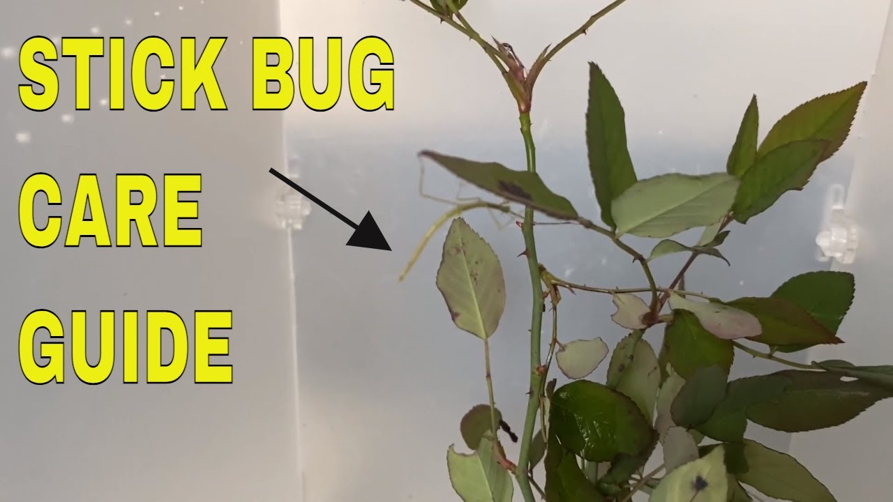 EXOTIC PETS || How to care for stick insects - YouTube
