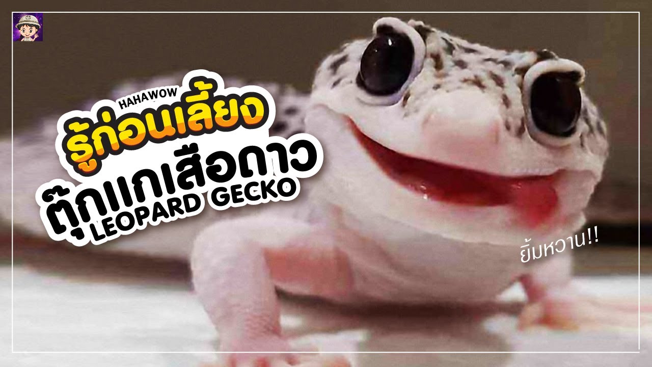 สัตว์เลี้ยงยิ้มหวาน! ตุ๊กแกเสือดาว Leopard Gecko - YouTube