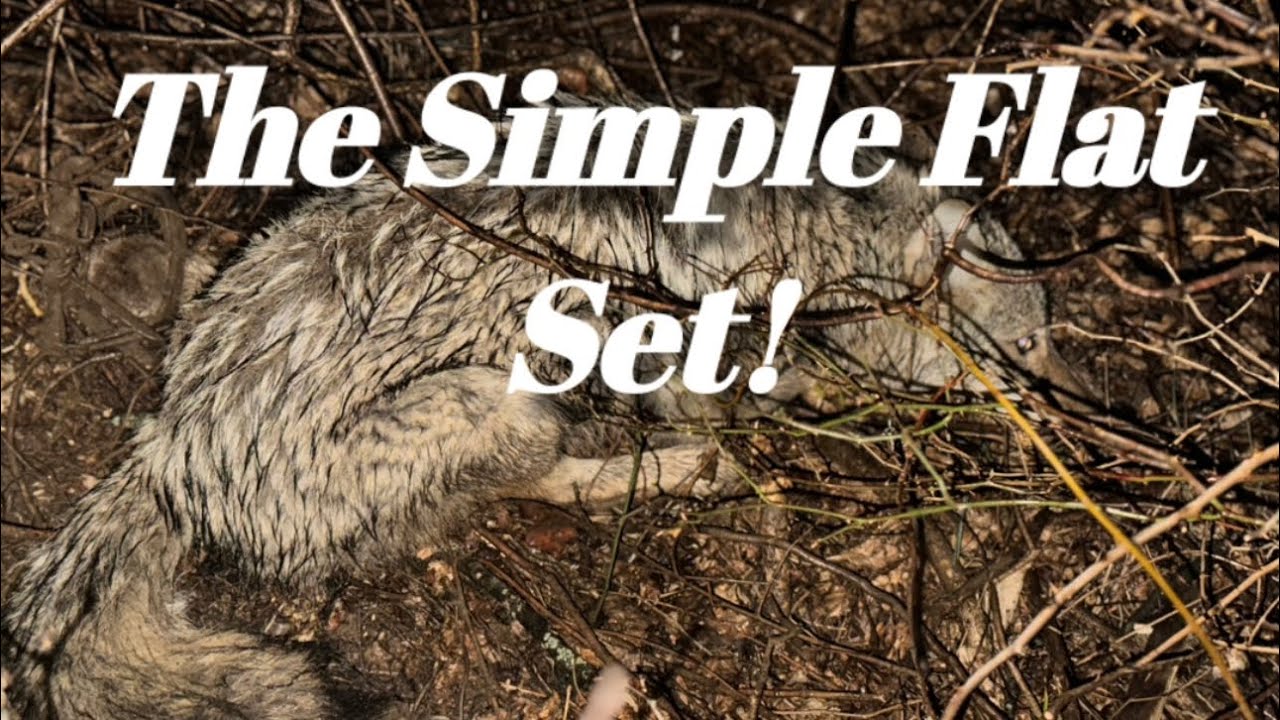 Coyote Trapping, Flat Sets - YouTube