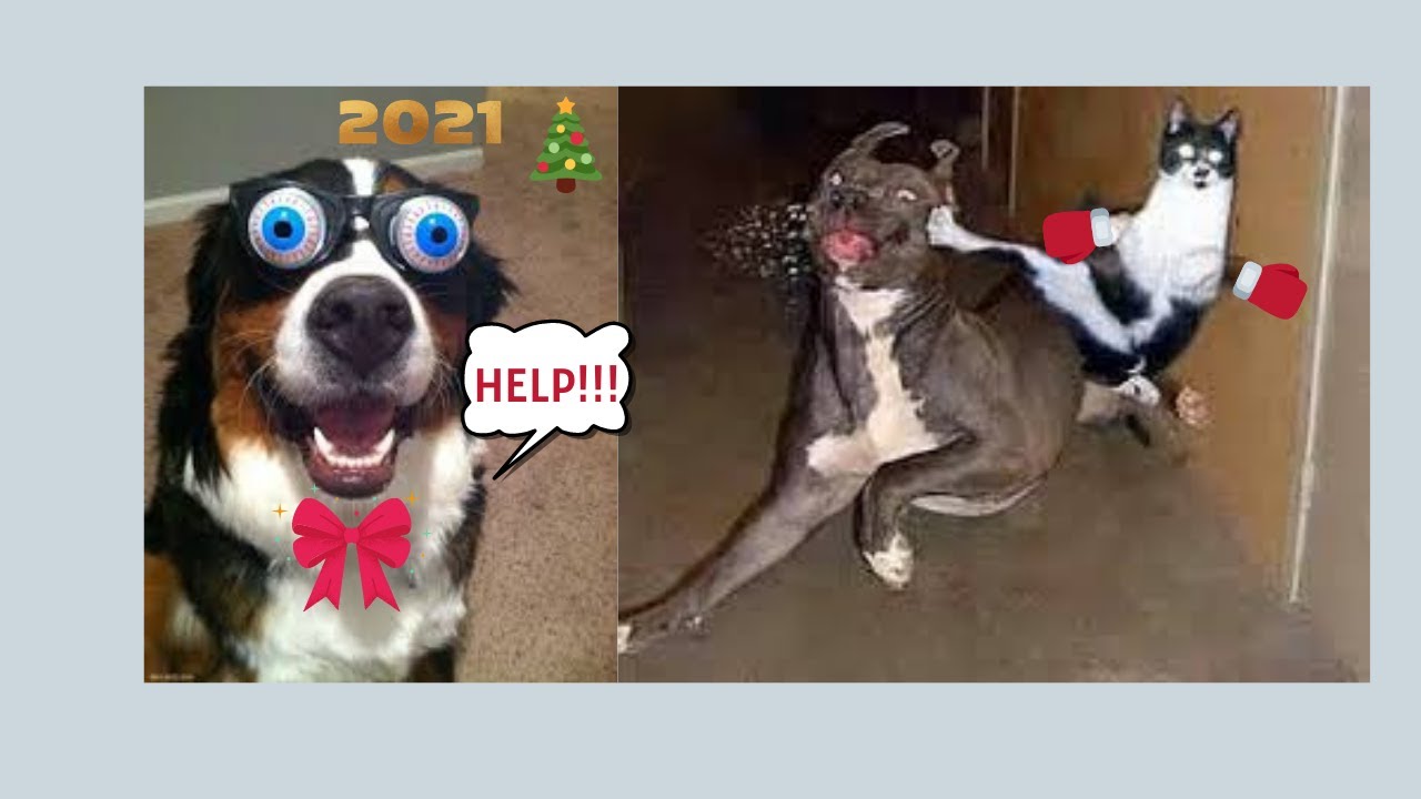 BEST DANK ANİMALS MEMES COMPILATION OF 2020 PART 1 #Animals memes #Cat ...