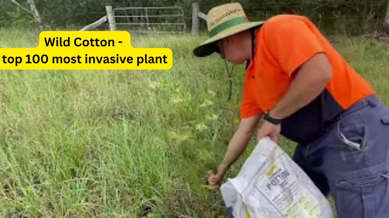 Wild Cotton - top 100 most invasive plant - YouTube