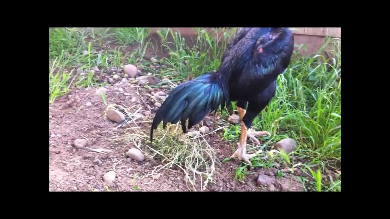 Shamo asil-cross - YouTube