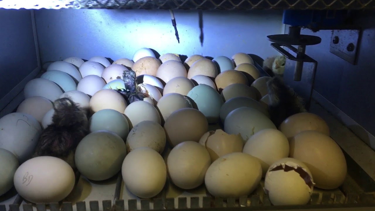Egg hatching video 5 - YouTube