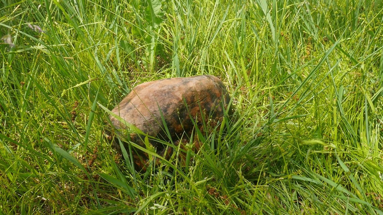 Stones - Original Song - YouTube