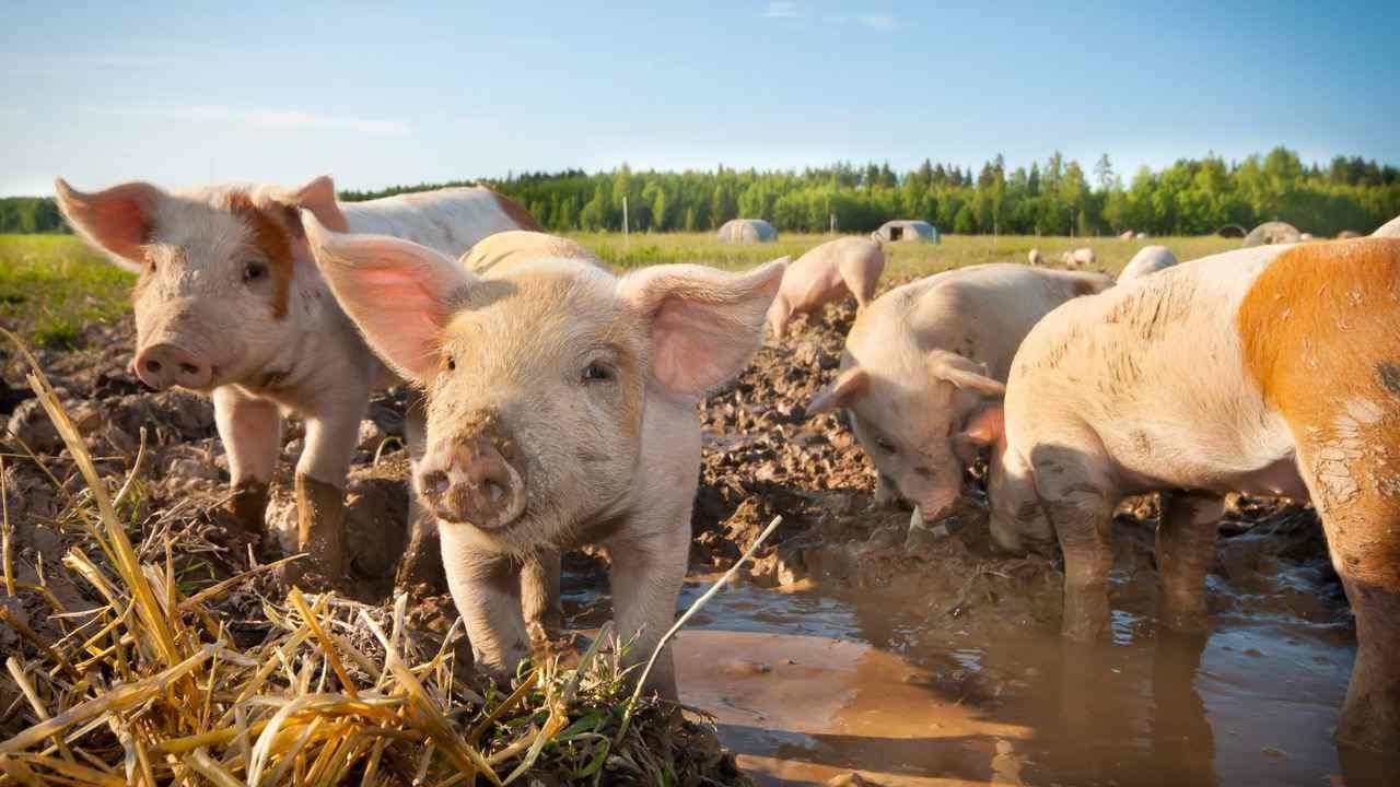 How to Socialize Your Potbellied Pig | Pet Pigs - YouTube