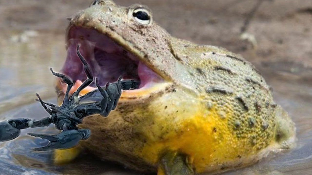 Can Frog eat a poisonous Scorpion? - YouTube