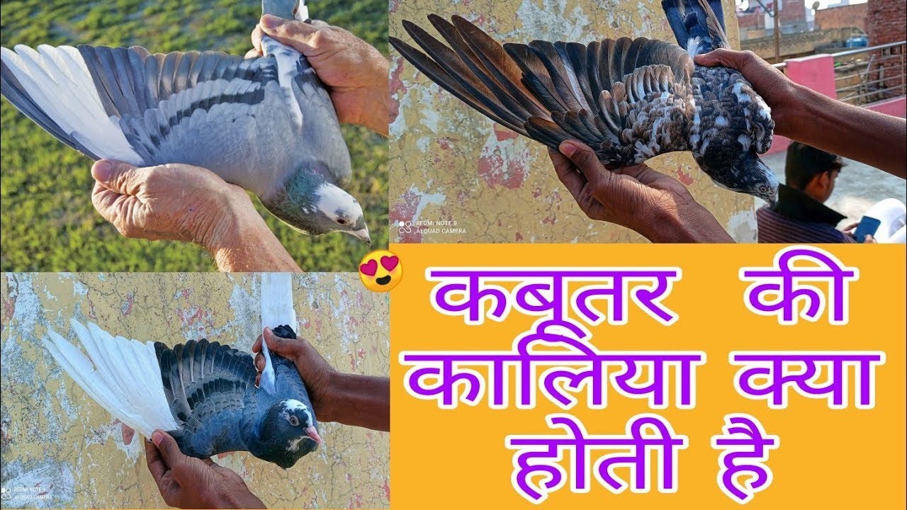 Kabooter Ki Kaliyan Kya Hoti Hai Kaise Check Karen Kabooter Kitni kabooter-ki-kaliyan-kya-hoti-hai-kaise-check-karen-kabooter-kitni